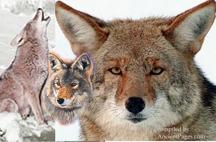 Coyote: Hero, Trickster, Immortal And Respected Animal In Native ...