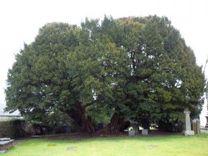 Llangernyw Yew: Chilling Prophecy Of The Oldest Tree In Wales - Ancient ...