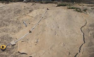 Oldest Known Fossil Footprints Discovered On Crete By Polish Researcher ...
