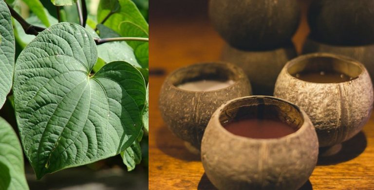 Kava - Astonishing Ancient Plant That Improves Emotional Intelligence ...