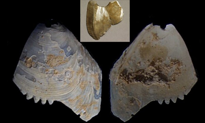 Aboriginals Finely Serrated And Perforated Shell Artifacts - Evidence ...