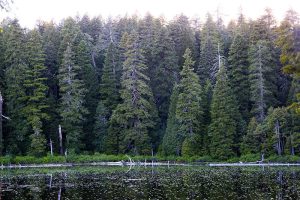 Native Americans Helped Shape The Klamath's Forests For A Millennia ...