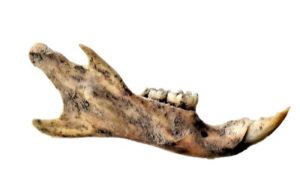 New DNA Study Reveals How The Black Rat Colonized Europe In The Roman ...