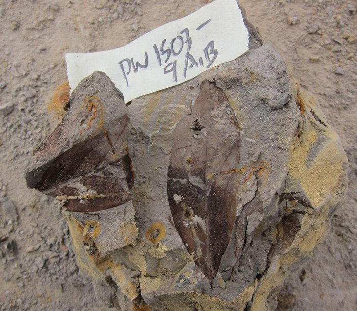 First Leaf Fossils Study Reveals An Ancient 4 Million-Year-Old Forest ...