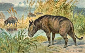 Rare Fossil Of Ancient Dog Species That Lived In Modern-Day San Diego ...