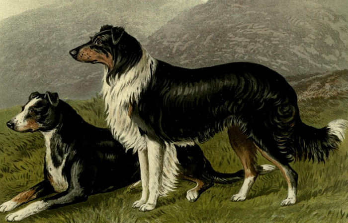 European Dogs Doubled In Size From 8,000 To 2,000 Years Ago - New Study ...