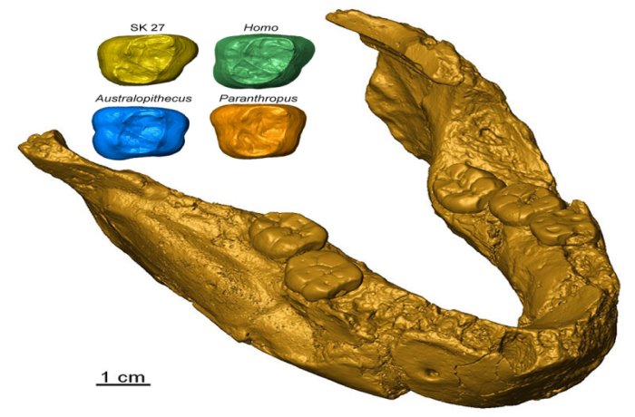 Fossil Tooth Analysis Sheds More Light On Earliest Humans From Southern ...
