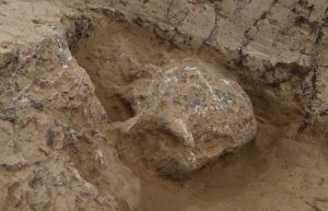 Intriguing Million-Year-Old Human Skull Offers Key Clues To Our ...