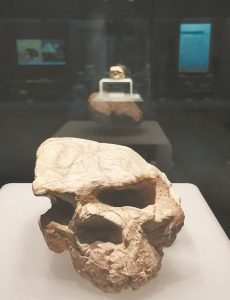 Intriguing Million-Year-Old Human Skull Offers Key Clues To Our ...