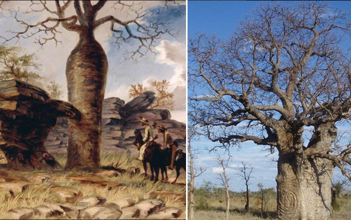 Ancient Indigenous Carvings On Boab Trees - Time To Rescue Ancient Art ...