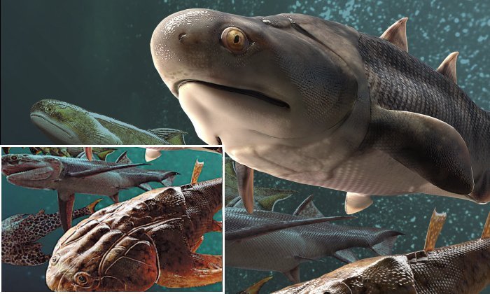 "Missing Link" - Fish Fossils Rewrite Evolutionary History And How ...