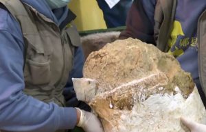 Fossilized Million-Year-Old Human Skull Of Yunxian Man Excavated In ...