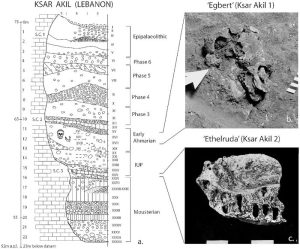 Re-Discovered Ancient Ksâr 'Akil Fossils Shed New Light On Human ...