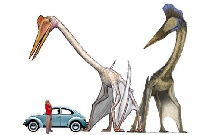 Meet Quetzalcoatlus - World's Largest Flying Animal Had A Wingspan Of ...