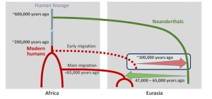 Surprising Gene Flow As Result Of Interbreeding Between Neanderthals And Humans 100,000 Years ...