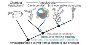 Rare 518-Million-Year-Old Fossils Of An Unusual-Looking Animal Fill A ...