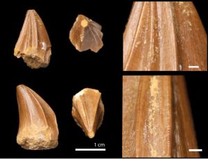 Fossil Of Mosasaur With Bizarre ‘Screwdriver Teeth’ Found In Morocco ...
