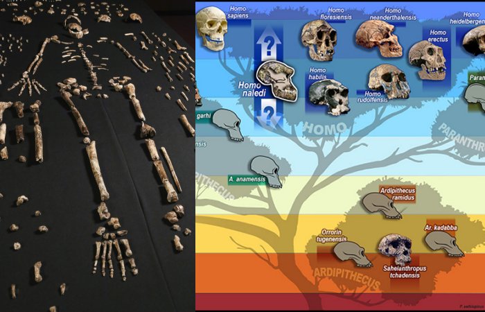 World's Oldest Burial Site Reveals Homo Naledi Buried Their Dead ...
