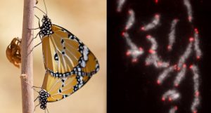 Butterflies And Moths Share Blocks Of DNA Dating Back More Than 200 ...