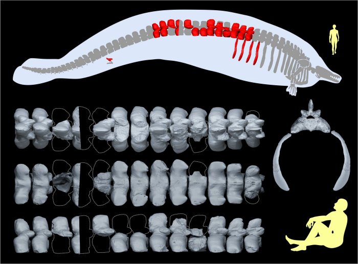 Whale That Lived 40 Million Years Ago Could Be The Heaviest Animal To ...