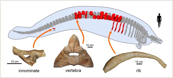 Whale That Lived 40 Million Years Ago Could Be The Heaviest Animal To ...