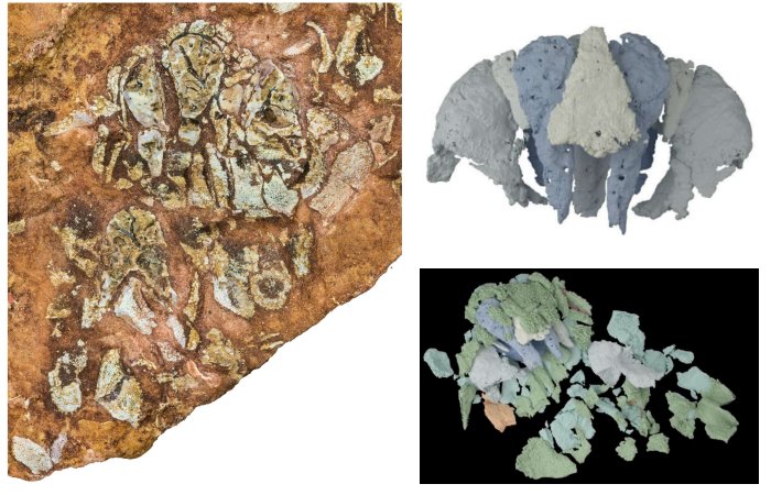 Unusual 455-Million-Year-Old Fossil Fish Can Reveal How Our Skulls ...