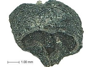 A 3,500-Year-Old Grape Seed Sheds Light On Great Tradition Of Vineyards ...