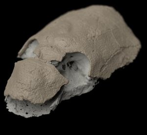 Ancient Fish Offers Clues How The Shoulder Evolved - Ancient Pages