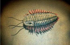 490-Million-Year-Old Trilobites Fossils Reveal Ancient Map - Ancient Pages
