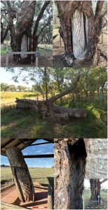 Hidden Story Of The Sacred Wiradjuri Carved Trees Revealed - Ancient Pages