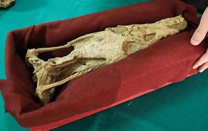 More Than 1000 Bones Of Extinct Predators From 240 Million Years Ago ...