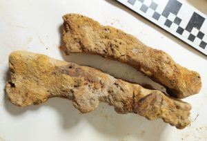 Weapons Left By Barbarian Tribes Discovered In Polish Forest - Ancient ...