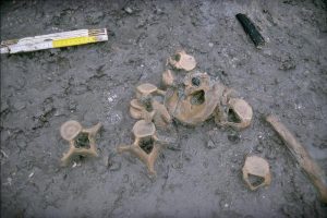 DNA From 10,000-Year-Old Scandinavian Chewing Gum Reveals Stone Age ...