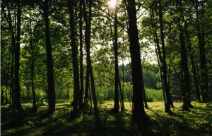 Weapons Left By Barbarian Tribes Discovered In Polish Forest - Ancient ...