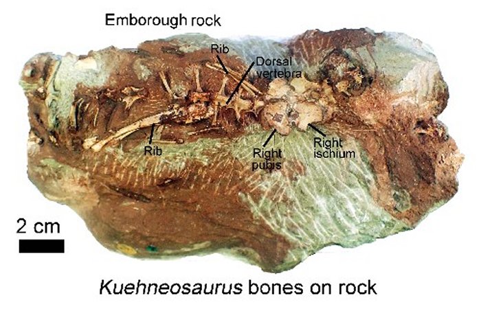 200-Million-Year-Old Flying Reptile Kuehneosaurus Discovered In ...
