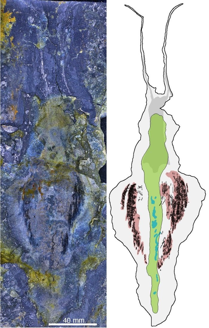 'Giant' Predator Worms More Than Half A Billion Years Old Discovered In ...