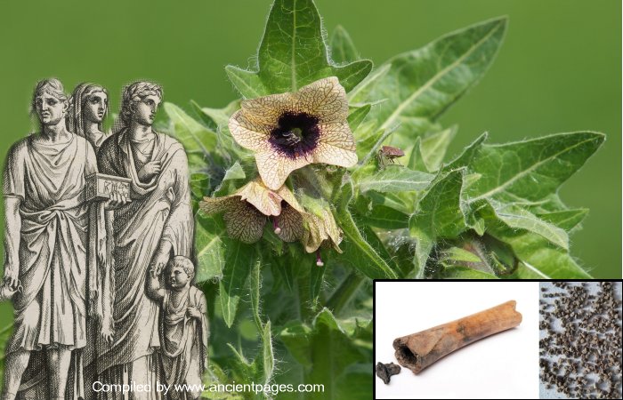 Ancient Romans Used The Poisonous Black Henbane Plant As Hallucinogenic ...