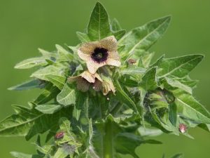 Ancient Romans Used The Poisonous Black Henbane Plant As Hallucinogenic ...