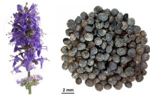 Reconstructed Plants From Biblical Goliath Hometown Shed Light On ...