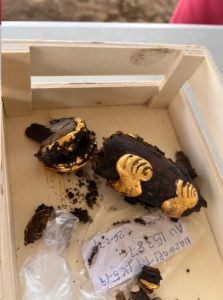 Coclé Lord's Amazing Tomb Filled With Gold Treasures Found In El Caño ...