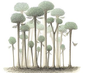 Earth's Earliest Petrified Forest Unearthed On South-West England's ...