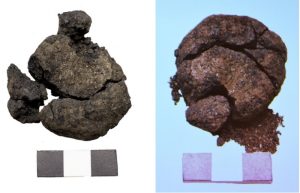 World's Oldest Bread Found In Neolithic Oven In Çatalhöyük, Turkey ...