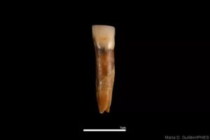 850,000-Year-Old Remains Of Homo Antecessor Found At Atapuerca, Spain ...