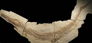 Sinuses Prevented Prehistoric Crocodile Relatives From Deep Diving ...