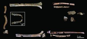 Oldest And Most Complete Skeleton Of 'Homo Habilis' Offers New Insight ...